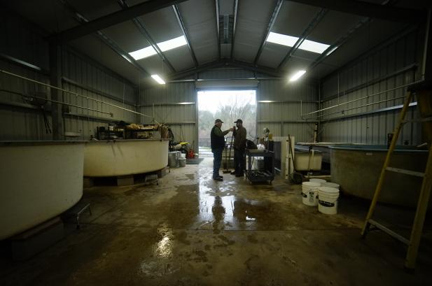 California Fisheries | Fish Farm | Willow Creek Fisheries