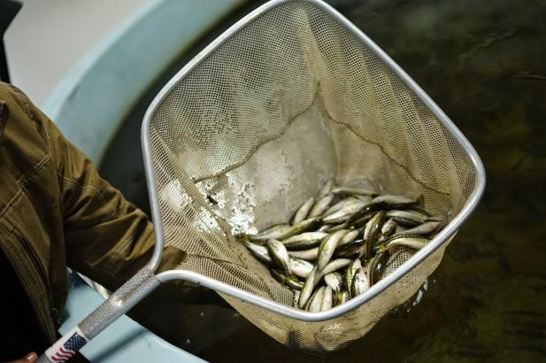 California Fisheries | Fish Farm | Willow Creek Fisheries